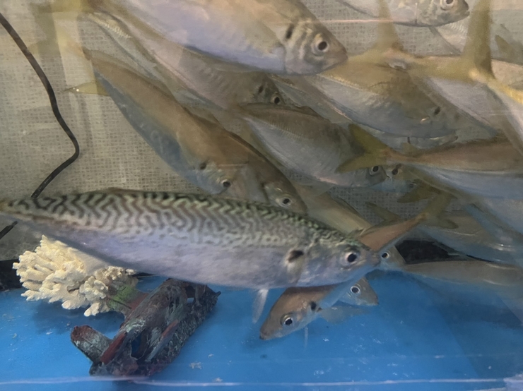 Shinya in Kasuya-gun/Chikuho, Fukuoka - SAVOR JAPAN